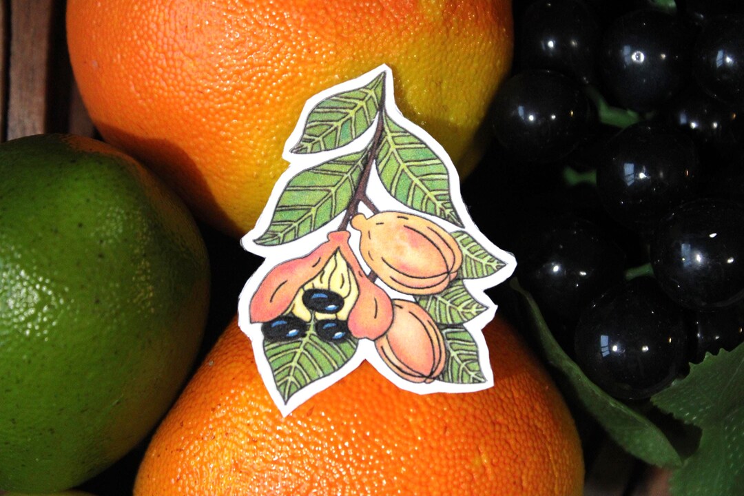 Ackee Fruit Sticker |hand-drawn Laptop Decal, Sticker for Phone ...