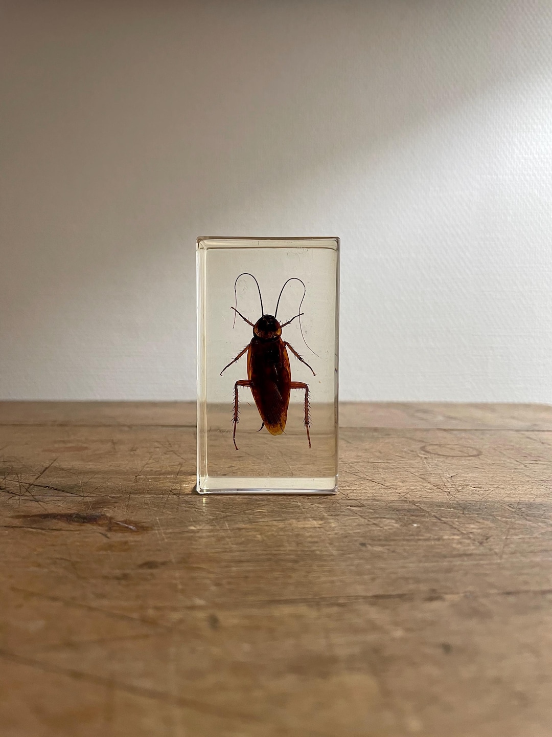 Vintage Paperweight Polymer Taxidermy Spider Insect in Plexiglass - Etsy