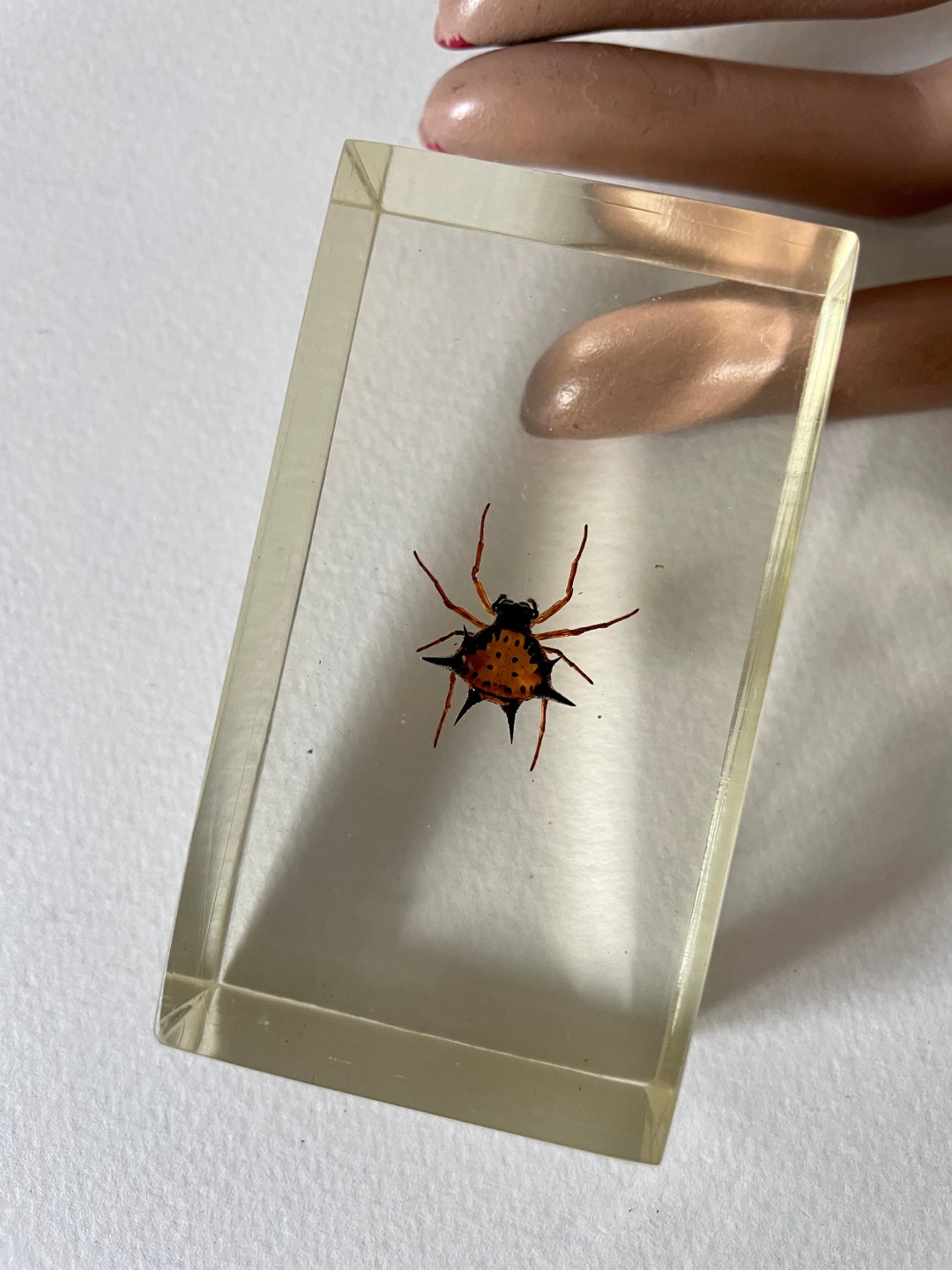 Vintage Paperweight Polymer Taxidermy Insect Tiny Spider in Plexiglass ...