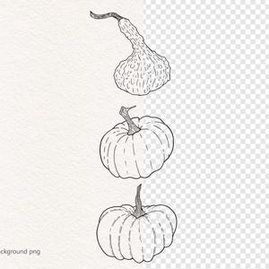 Hand Drawn Pumpkin & Gourd Line Art: Fall Clipart (PNG, SVG) - Etsy