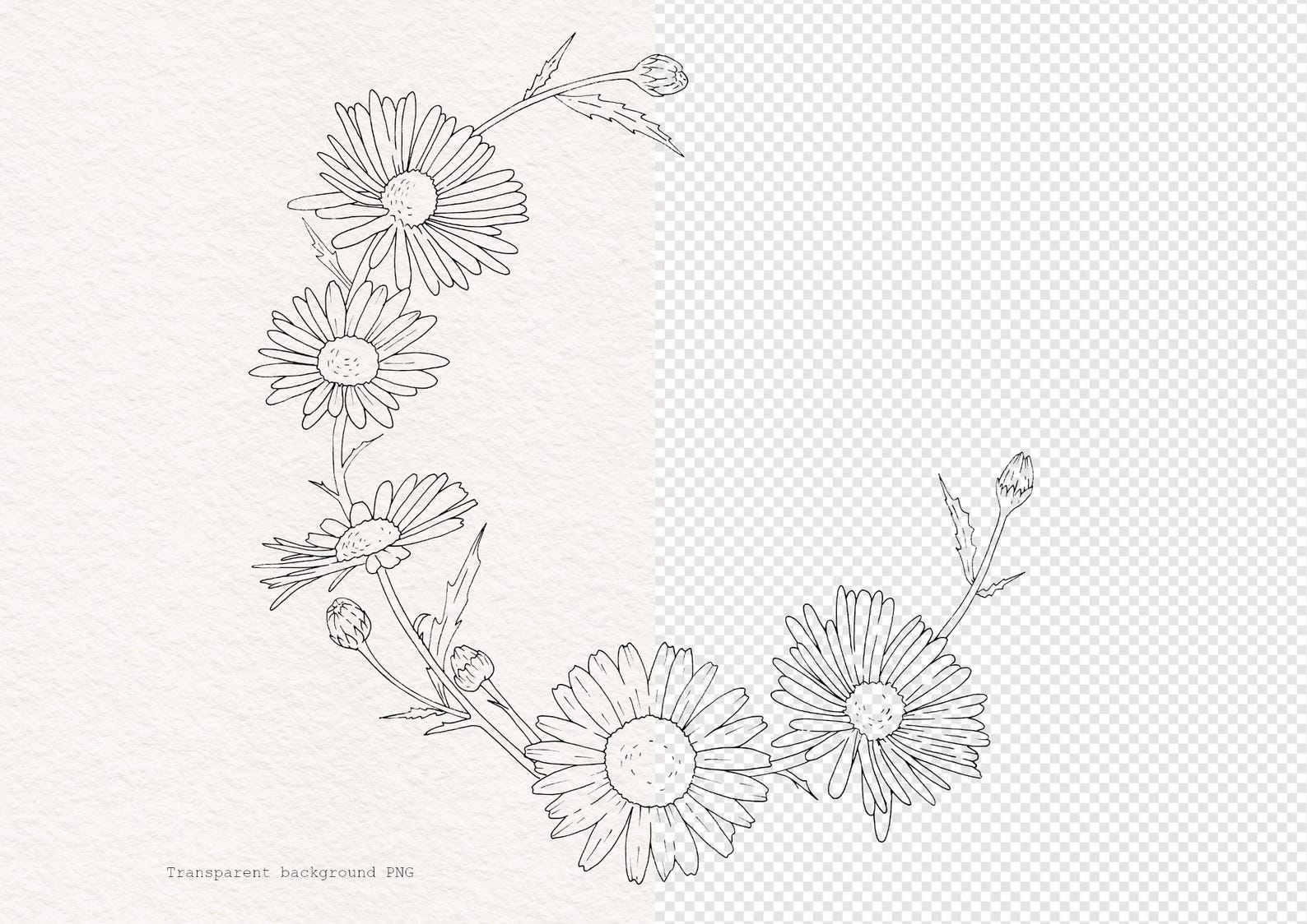 Daisy Flower Png Floral Wreath Png Botanical Clipart Daisy Flower Print ...