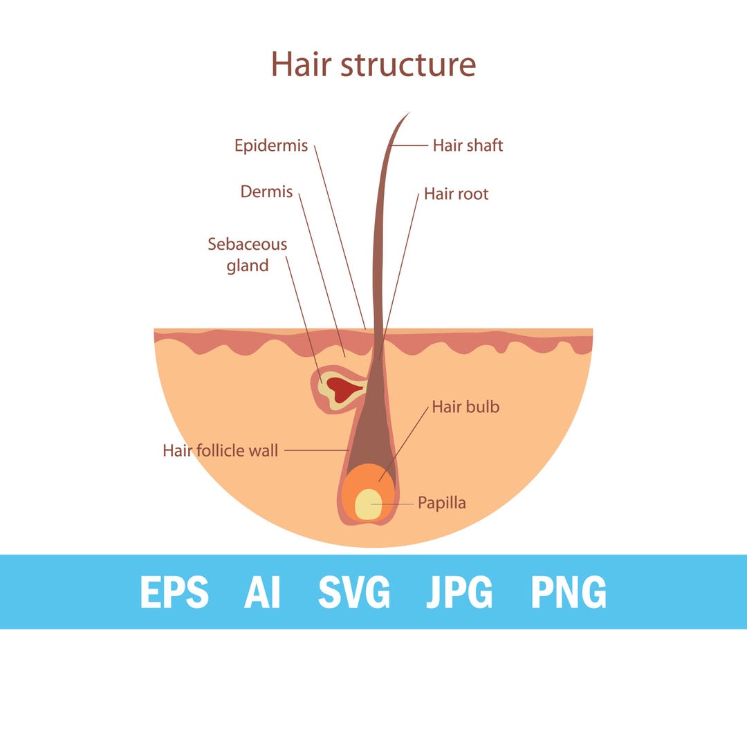 Human Hair Structure Anatomy Vector. Detailed Medical Diagram of Hair ...