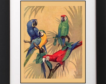 Macaw Poster - Etsy