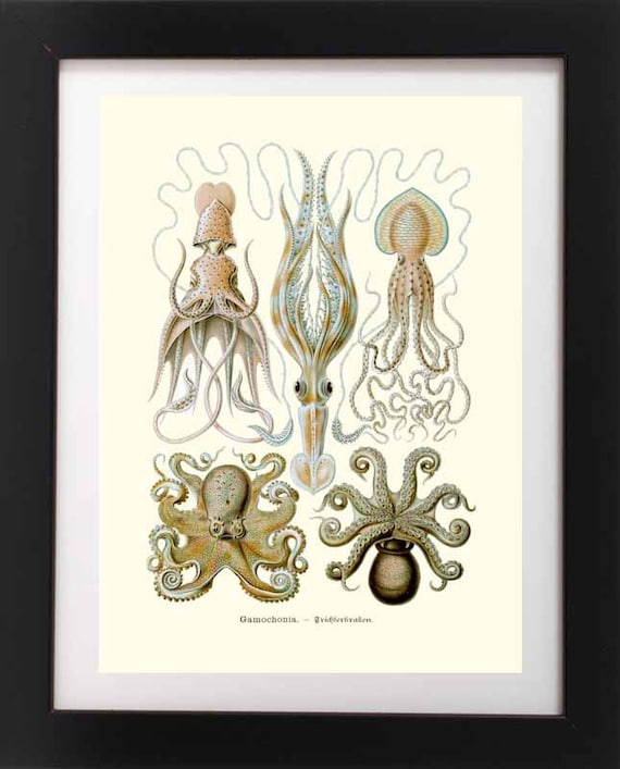 Antique OCTOPUS Squid Sea Life Ocean Nature Species Poster | Etsy