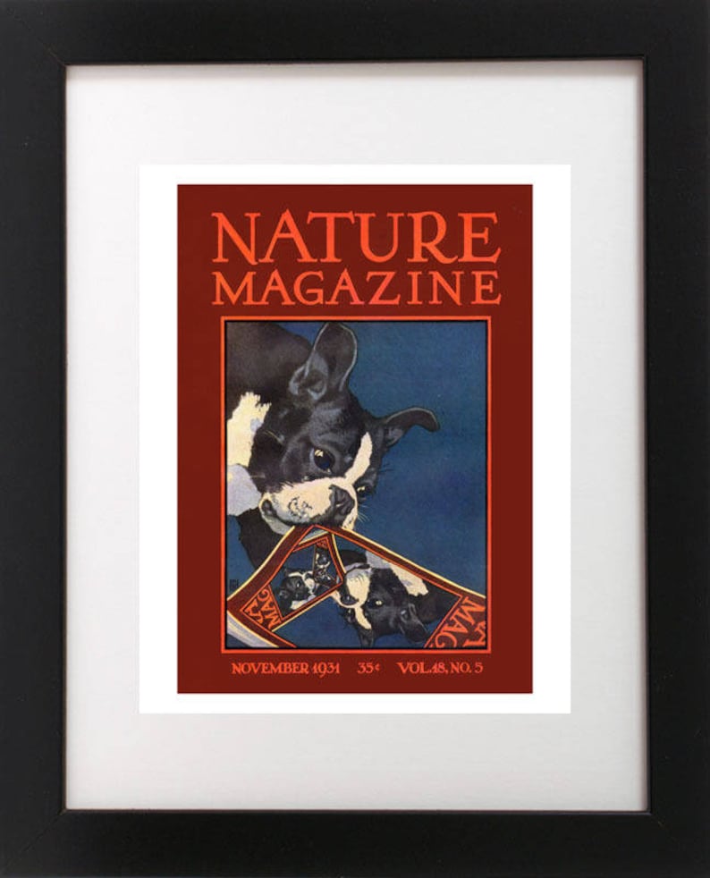Vintage Magazine Cover Art Poster BOSTON TERRIER Dog Infinity - Etsy