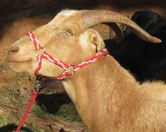 Paracord Goat Halter With Cobra Weave Noseband - Etsy