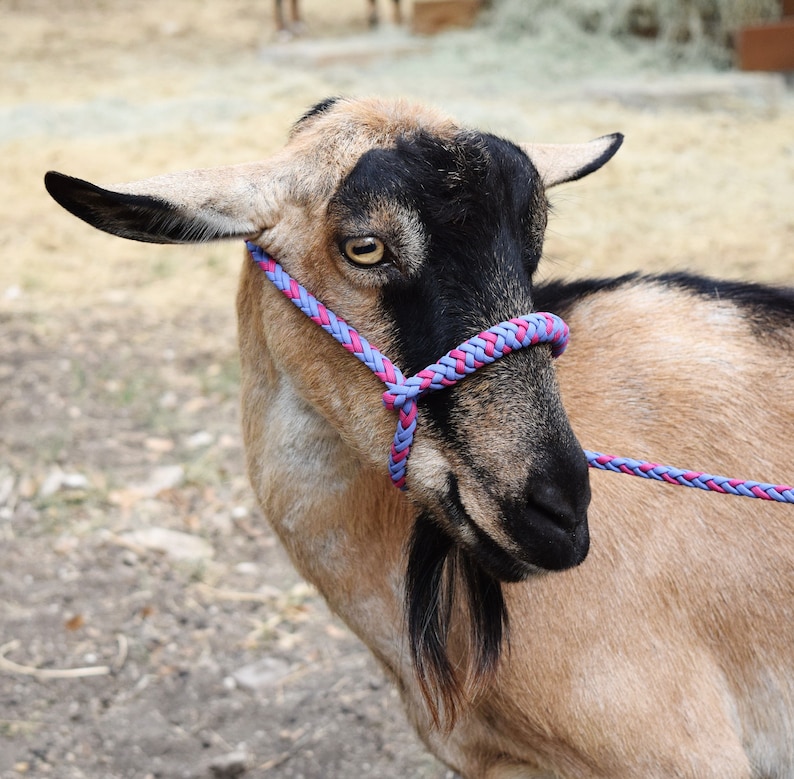 Goat / Sheep Rope Halter "leander" - Braided - Paracord - Etsy