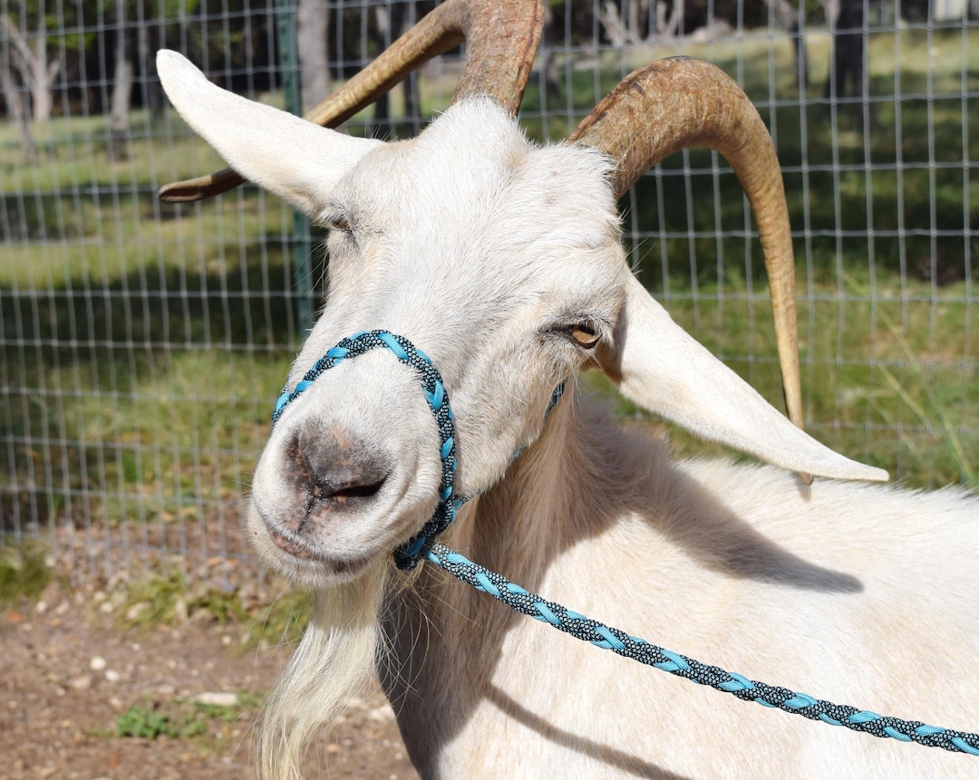 Goat / Sheep Rope Halter "wimberley" - With O-ring - Etsy