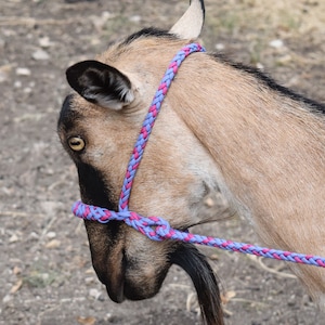 Goat / Sheep Rope Halter "leander" - Braided - Paracord - Etsy
