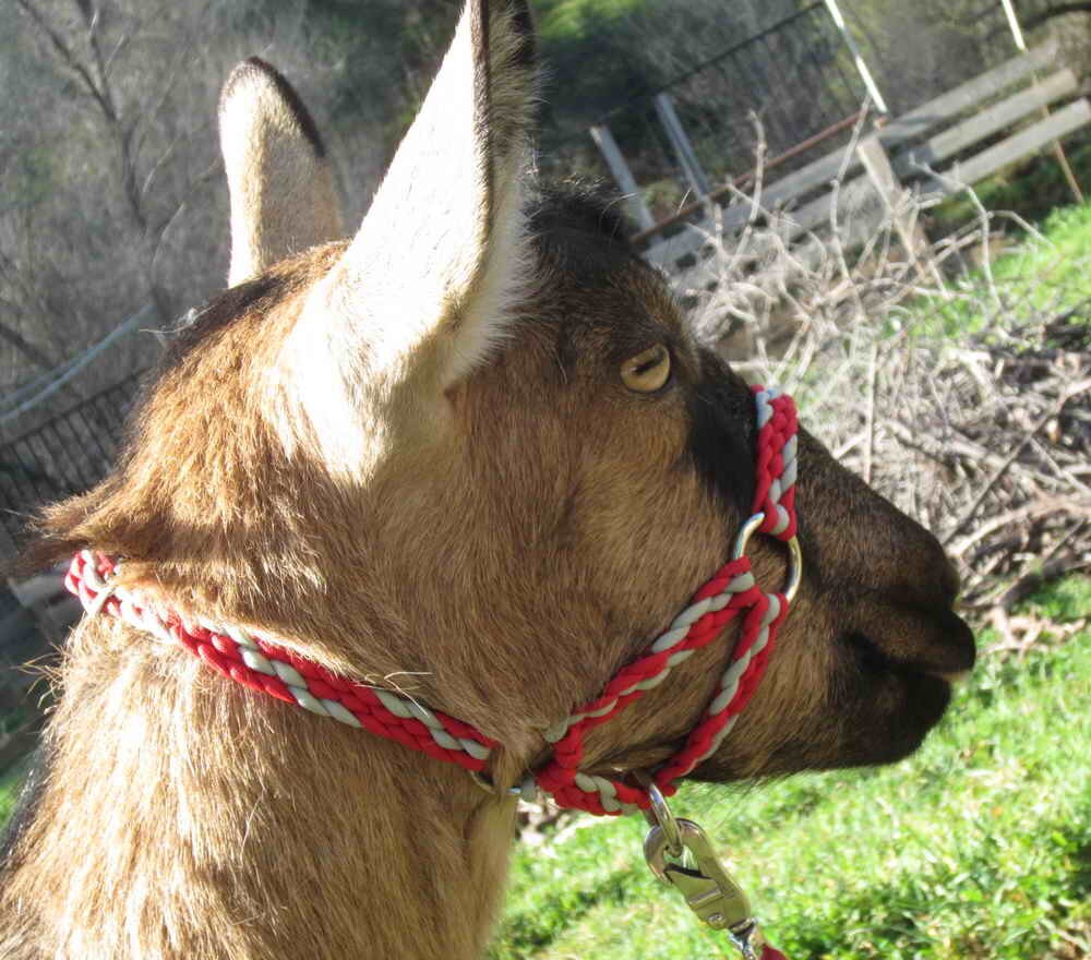 Goat Halter "bulverde" - Braided Paracord Halter - Durable, Adjustable ...