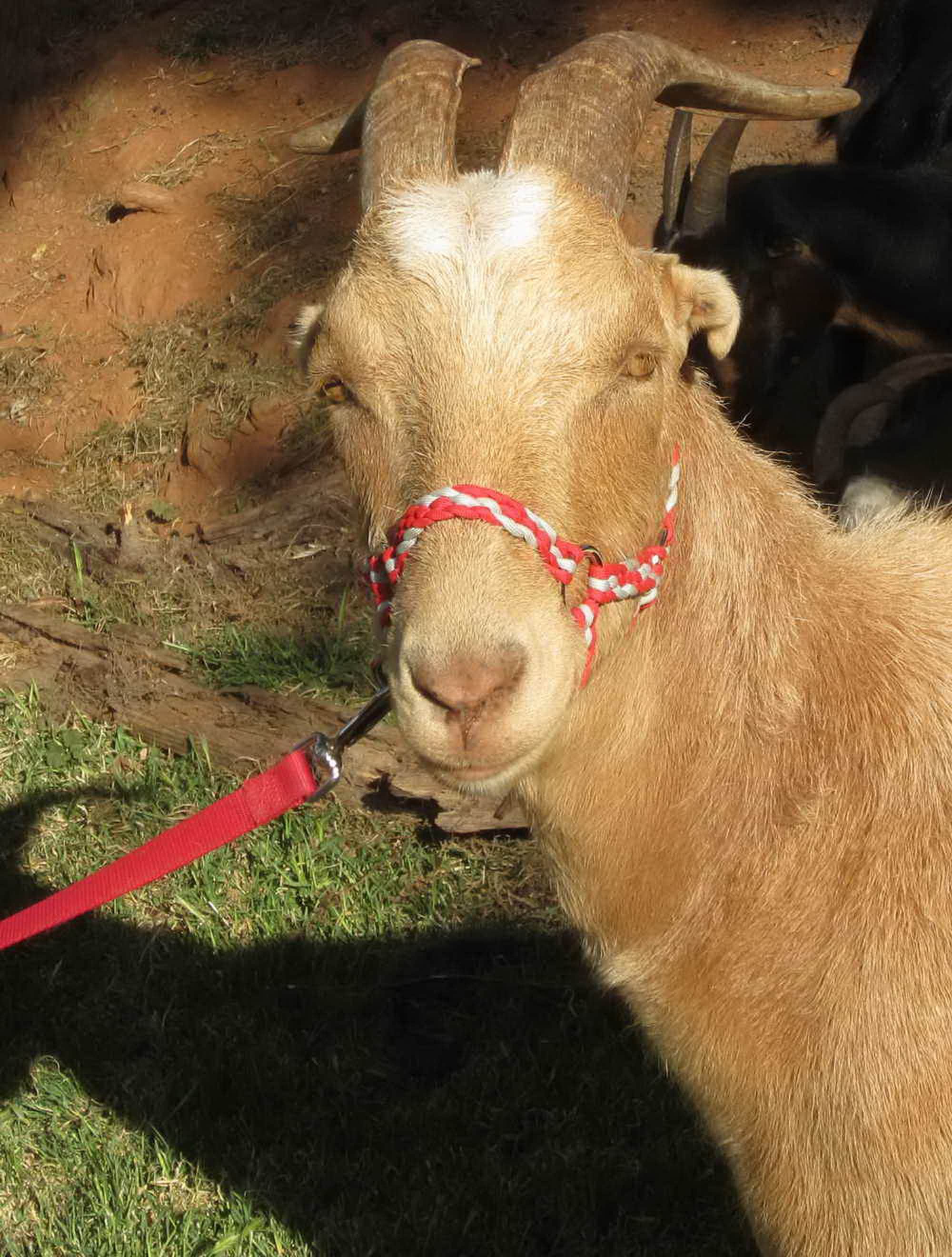 Goat Halter "bulverde" - Braided Paracord Halter - Durable, Adjustable ...