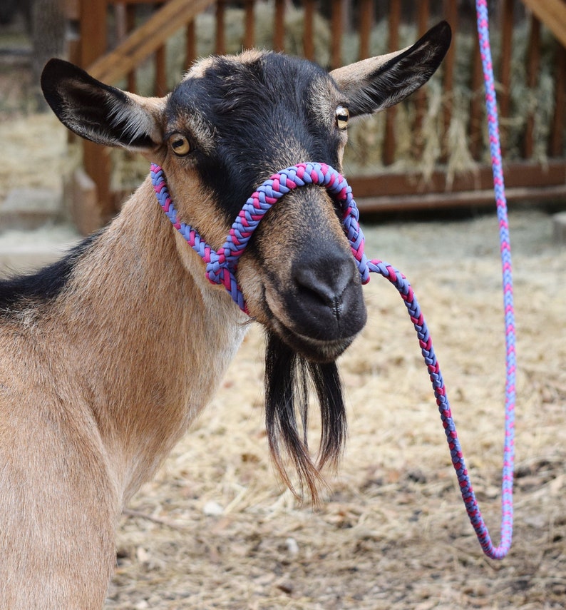 Goat / Sheep Rope Halter leander Braided - Etsy