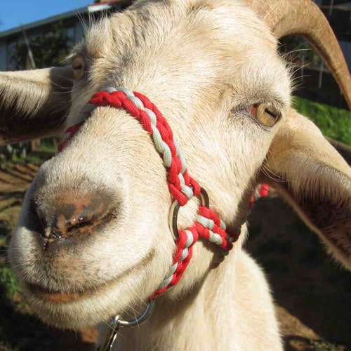 Goat / Sheep Rope Halter leander Braided - Etsy