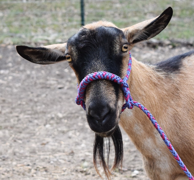 Goat / Sheep Rope Halter leander Braided - Etsy