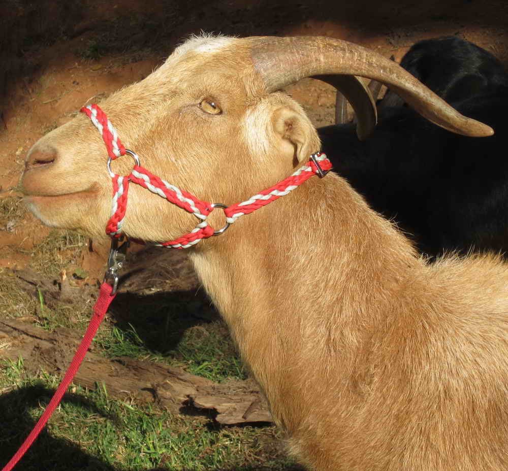 Goat Halter bulverde Braided Paracord | Etsy UK