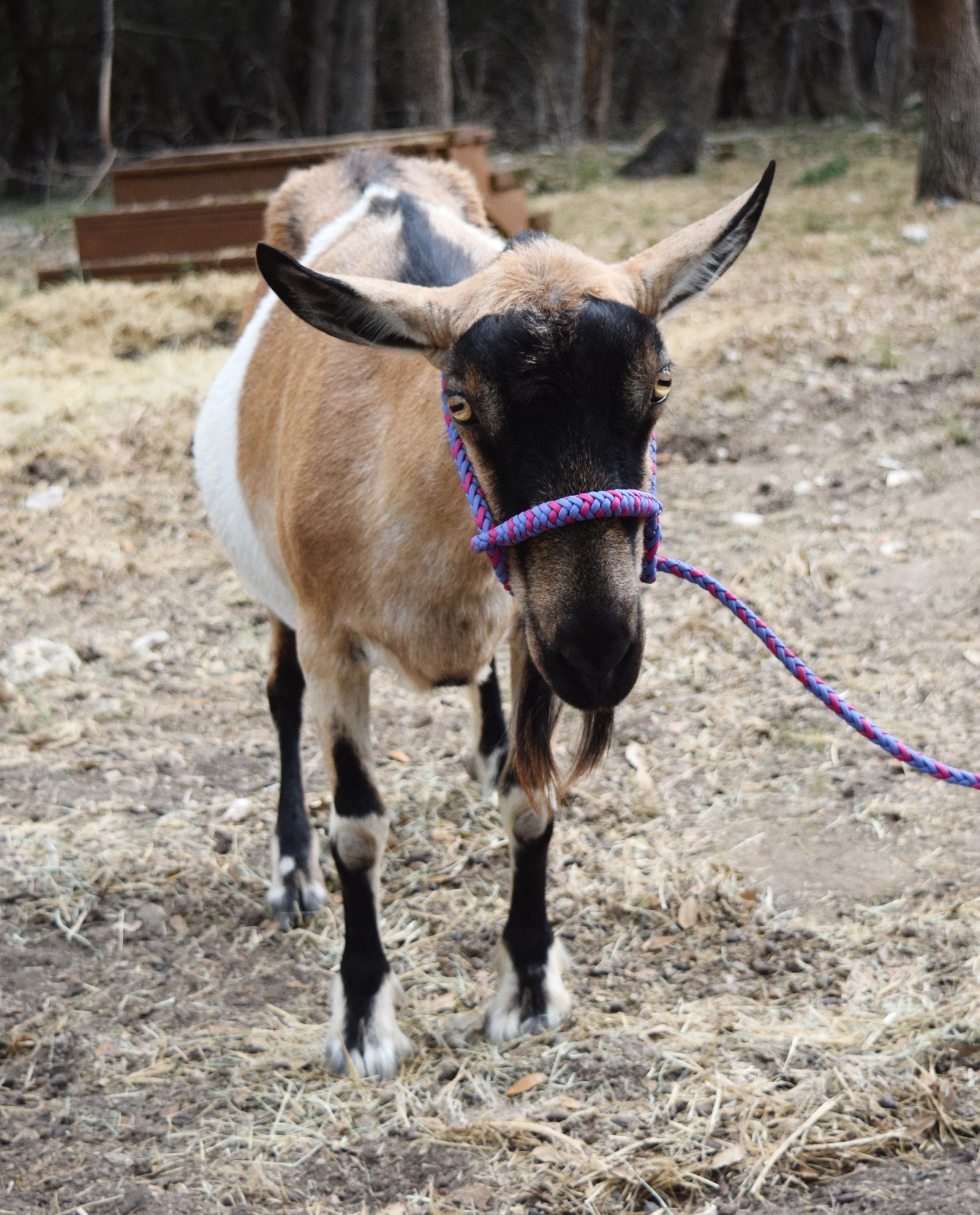 Goat / Sheep Rope Halter leander Braided - Etsy