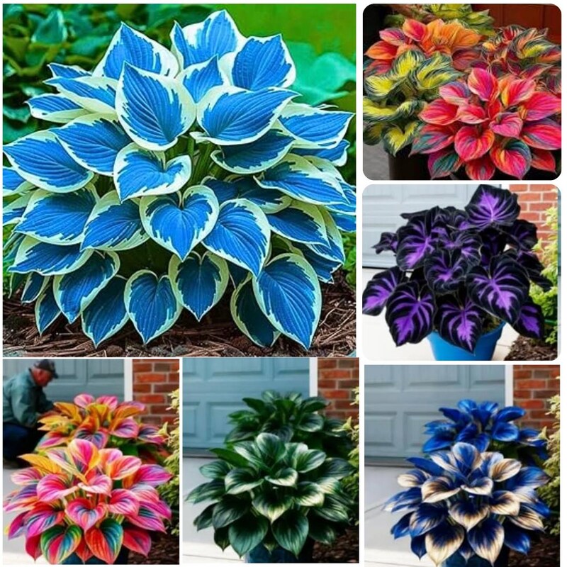 Premium Rare Hosta Seeds - Etsy