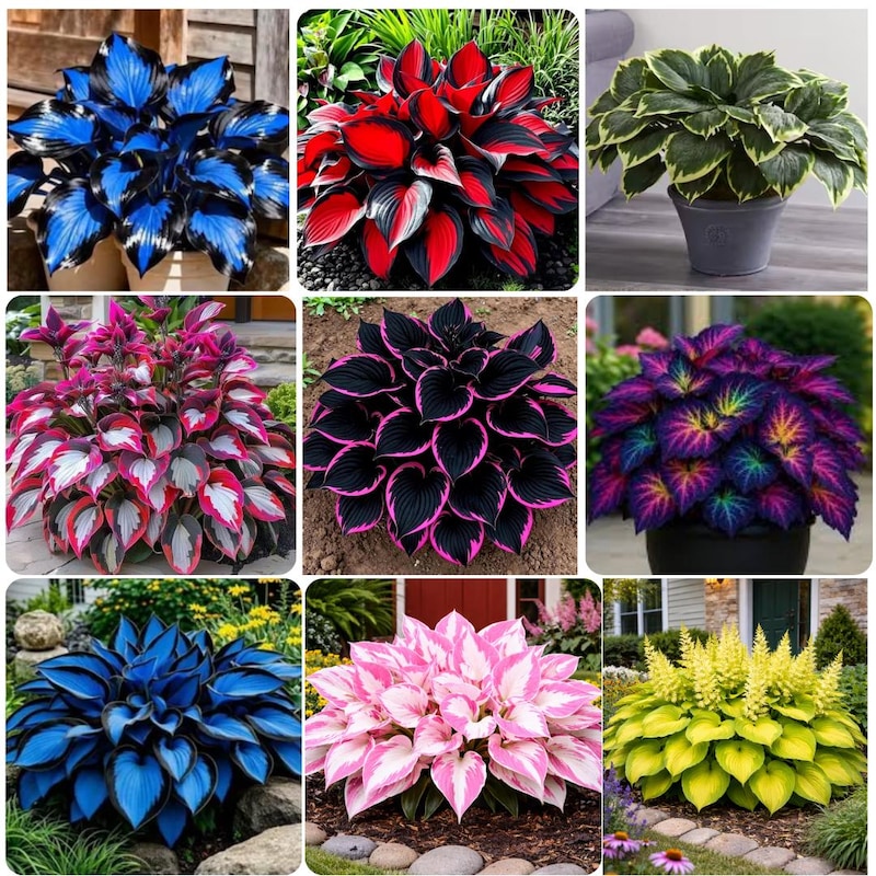 Premium Rare Hosta Seeds - Etsy