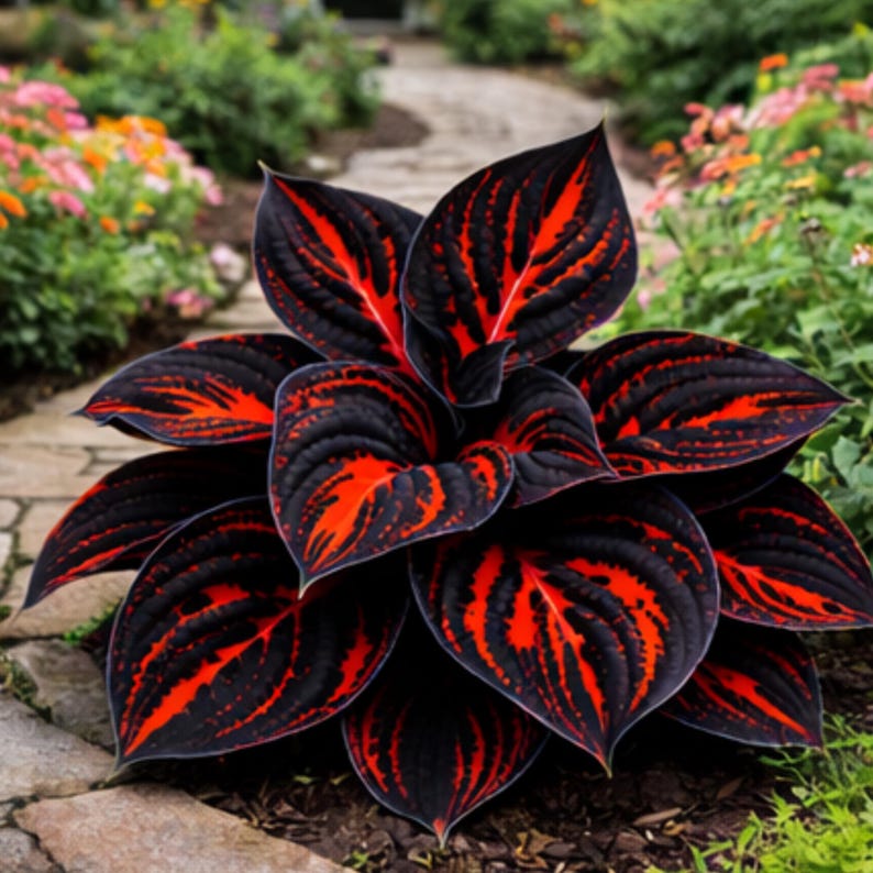 Red and Black Hosta Plant, Striking Stripes, Hardy Perennial, Shade ...