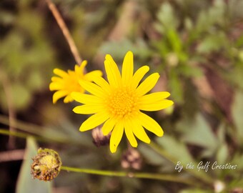 Rose Flower Nature Photography Fine Art Photography | Etsy