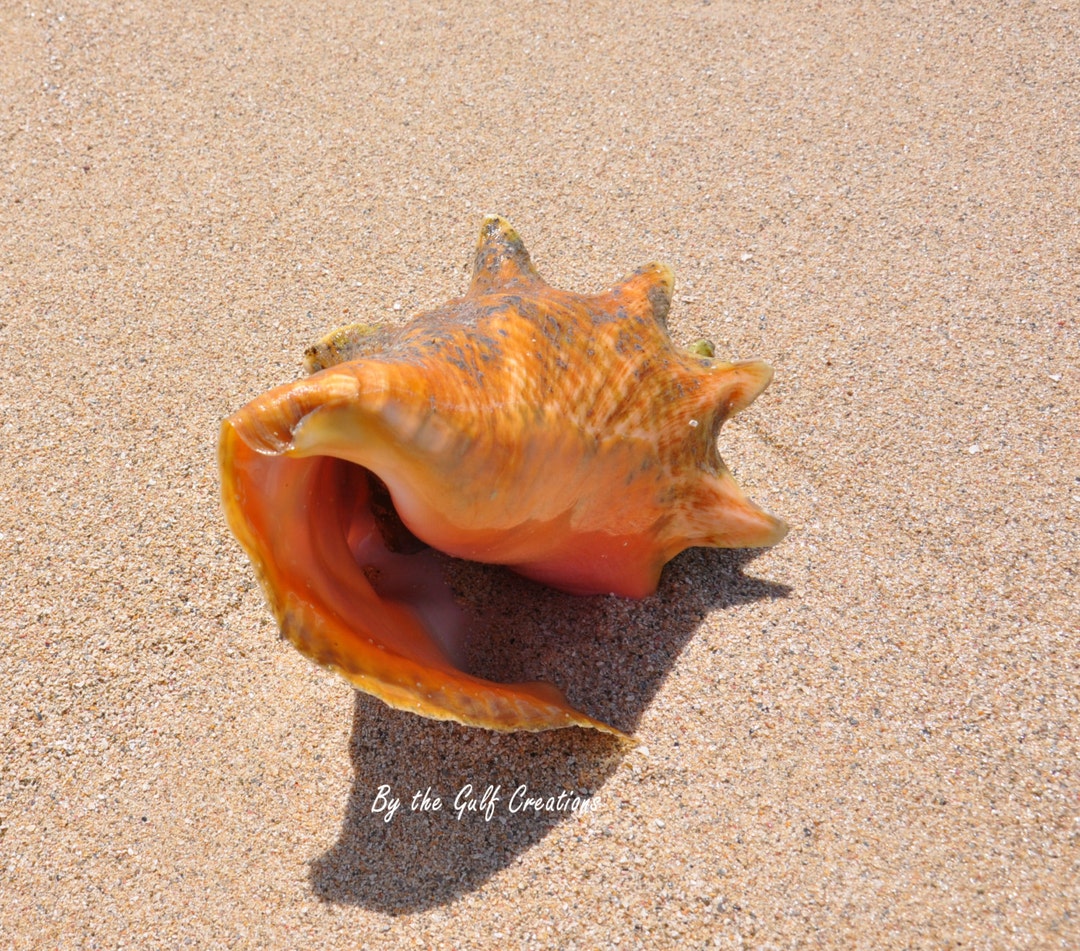 Photo Print, Conch Shell, Beach Sand, 8X10 Glossy, Fine Art Print - Etsy