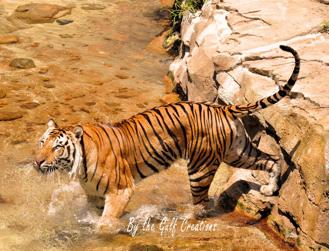 Photo Print, Tiger, Stream, Water, Nature Photography, 8X10 Glossy ...