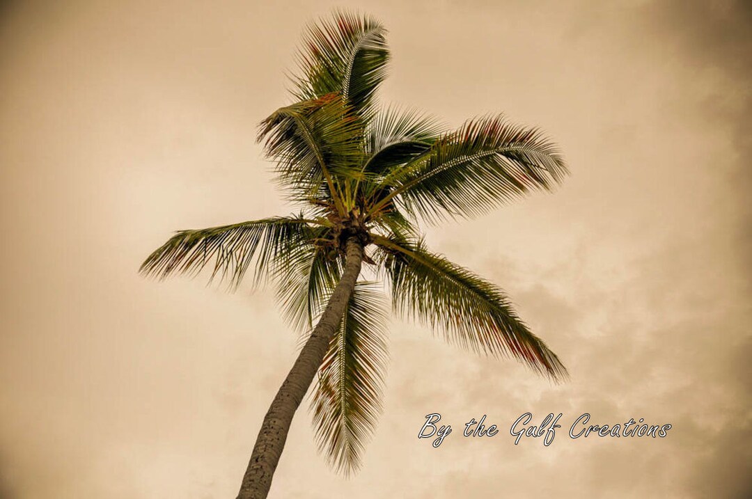 Palm Tree, Nature Photography, Glossy, Fine Art Photography, 8x10 ...