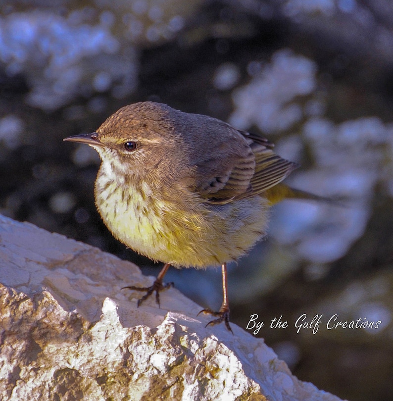 Yellow Bellied Warbler, Nature Photography, Fine Art Photography, 8X10 ...
