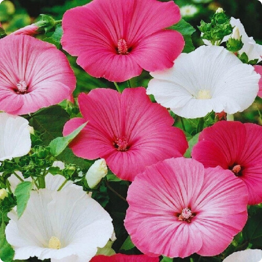 250 Rose Mallow Malope Trifida Seeds Mixed Color Flower Seeds Cottage ...