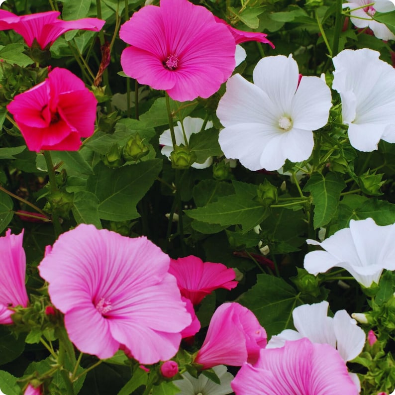 250 Rose Mallow Malope Trifida Seeds Mixed Color Flower Seeds Cottage ...