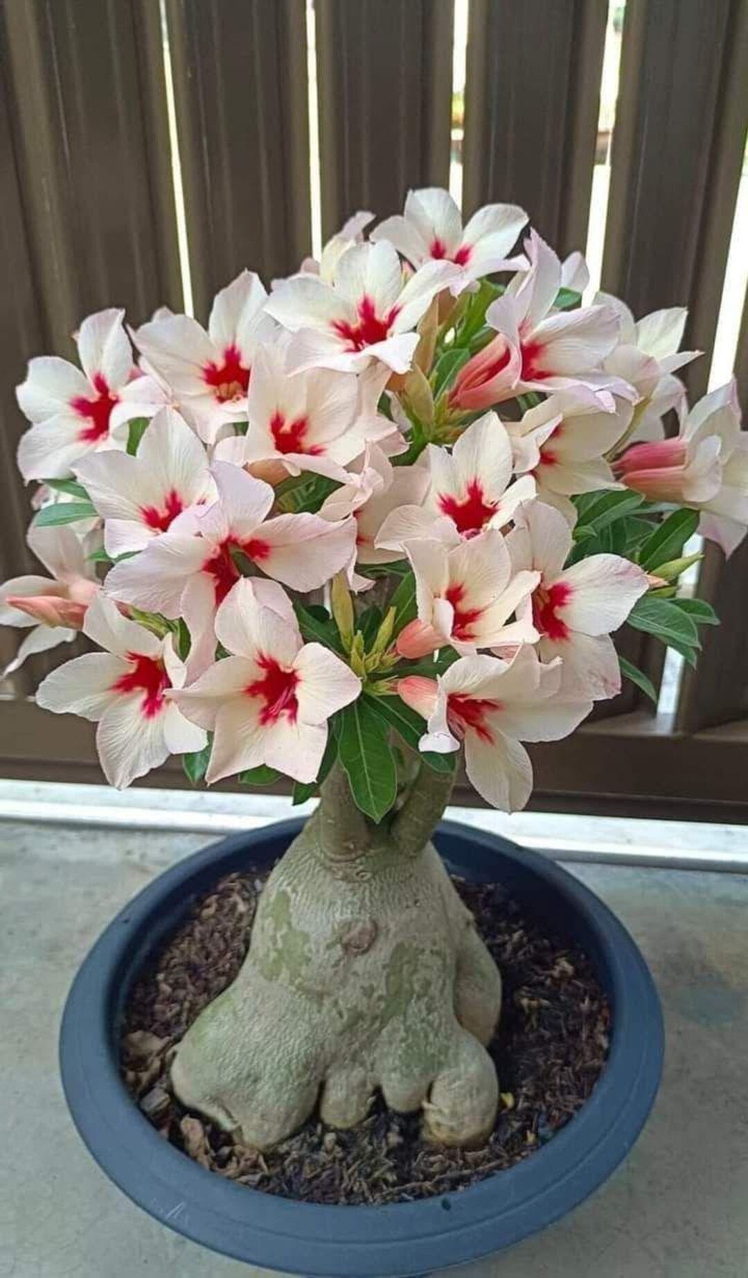 Rare Desert Rose Live Plant Exotic Adenium Obesum Bonsai - Etsy