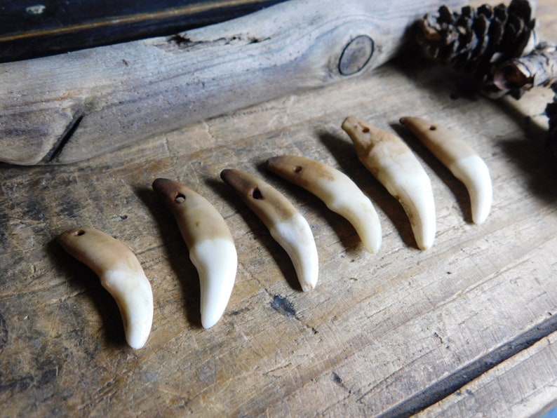 Genuine Coyote Canine Teeth, Set of 6 Drilled, for Crafts, Jewelry ...
