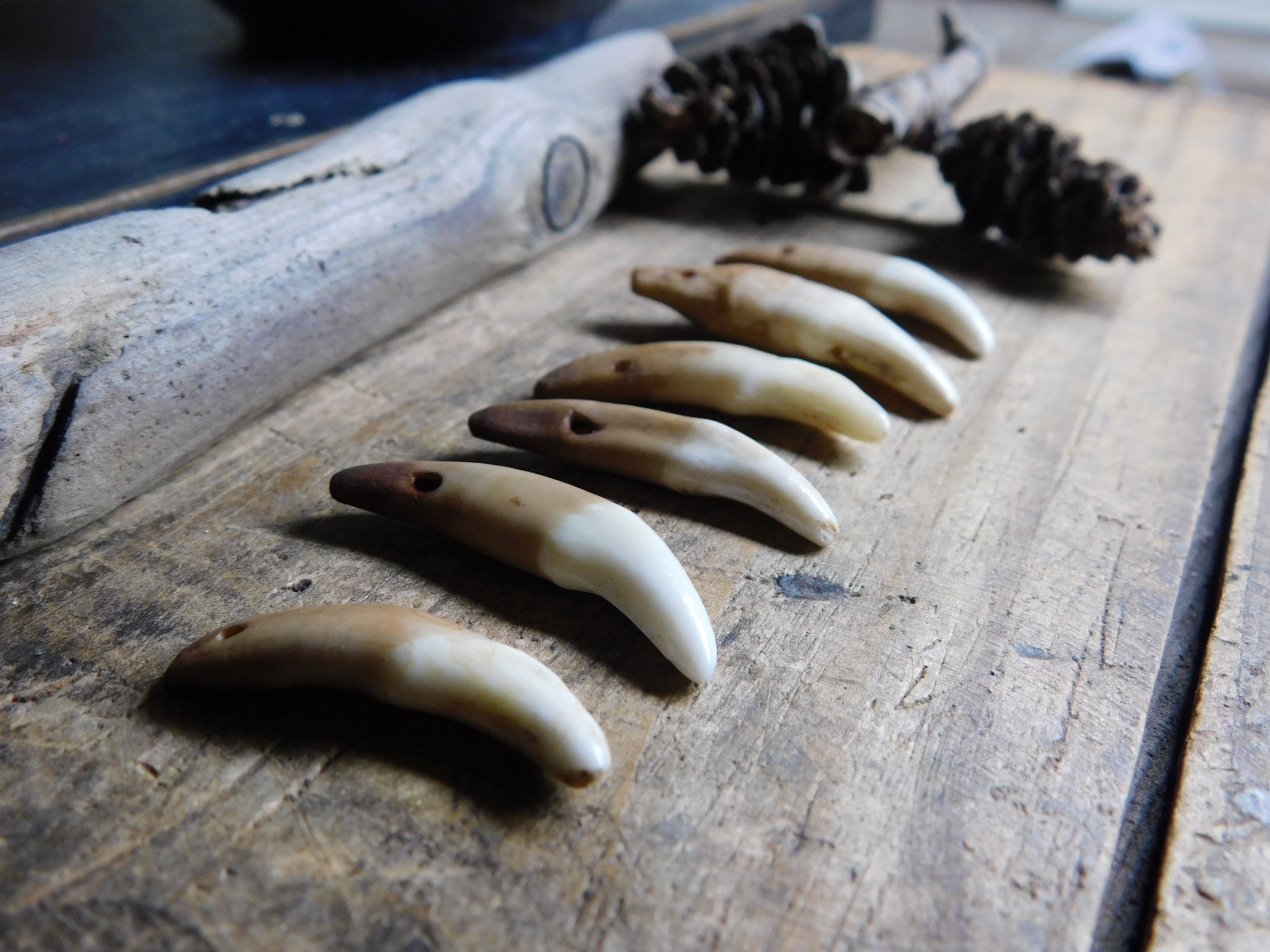 Genuine Coyote Canine Teeth, Set of 6 Drilled, for Crafts, Jewelry ...