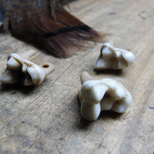 Genuine Coyote Molar Teeth, Set of 3 - Drilled, for Crafts, Jewelry ...
