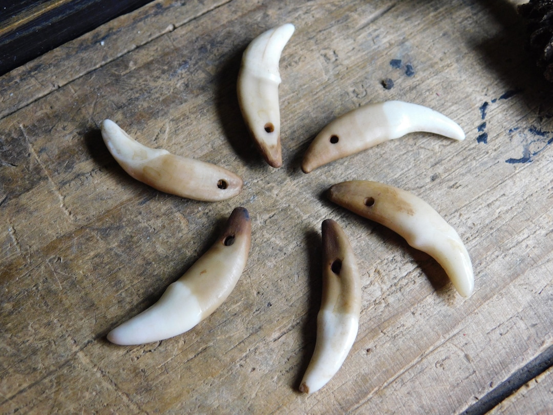Genuine Coyote Canine Teeth, Set of 6 Drilled, for Crafts, Jewelry ...