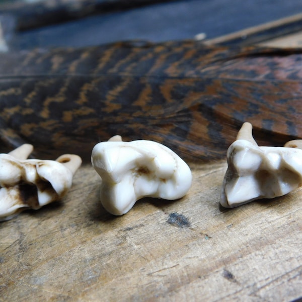 Coyote Teeth - Etsy