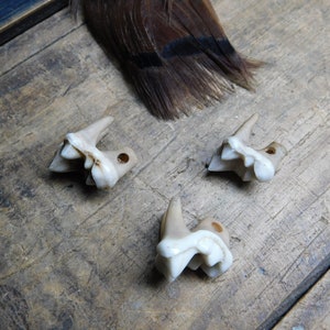 Genuine Coyote Molar Teeth, Set of 3 - Drilled, for Crafts, Jewelry ...