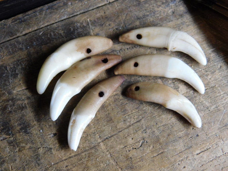 Genuine Coyote Canine Teeth Set of 6 Drilled for Crafts | Etsy