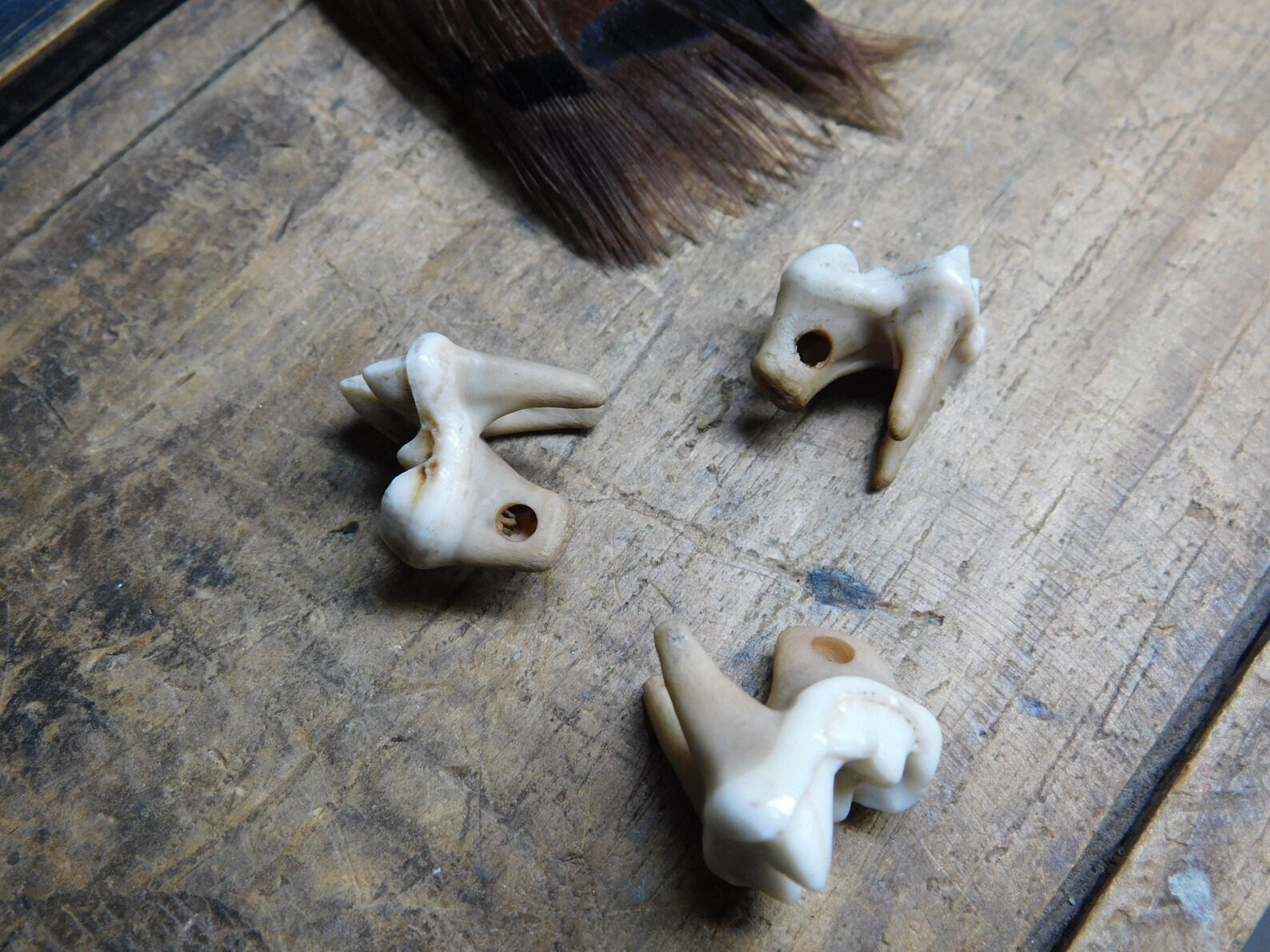 Genuine Coyote Molar Teeth Set of 3 Drilled for Crafts - Etsy