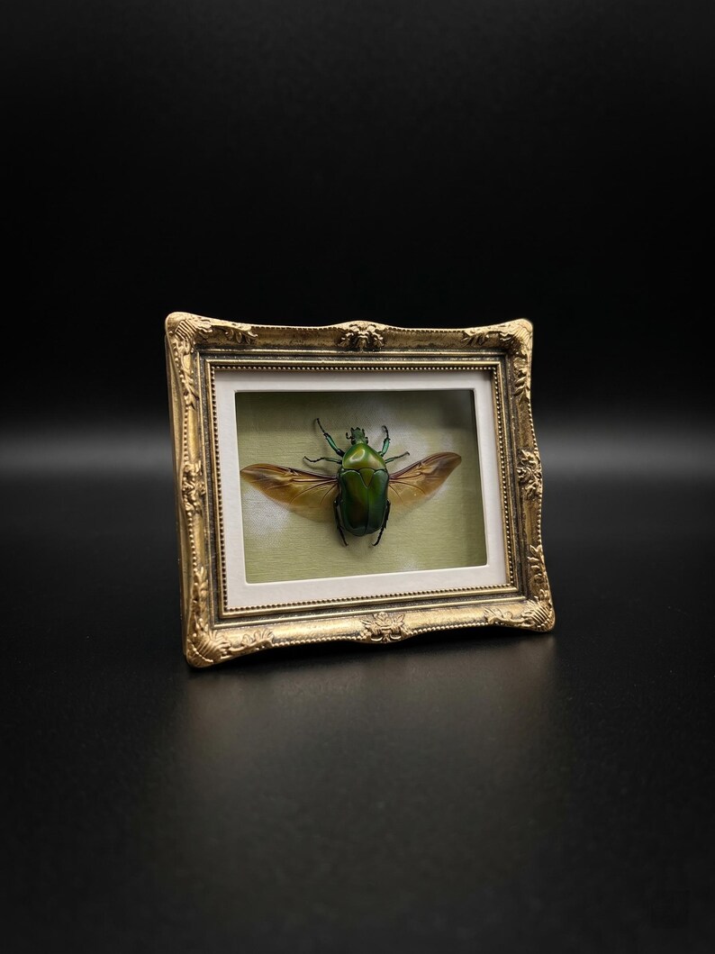 Natural Green Flower Beetle Frame | Real Insect Specimen Decor | Gold ...