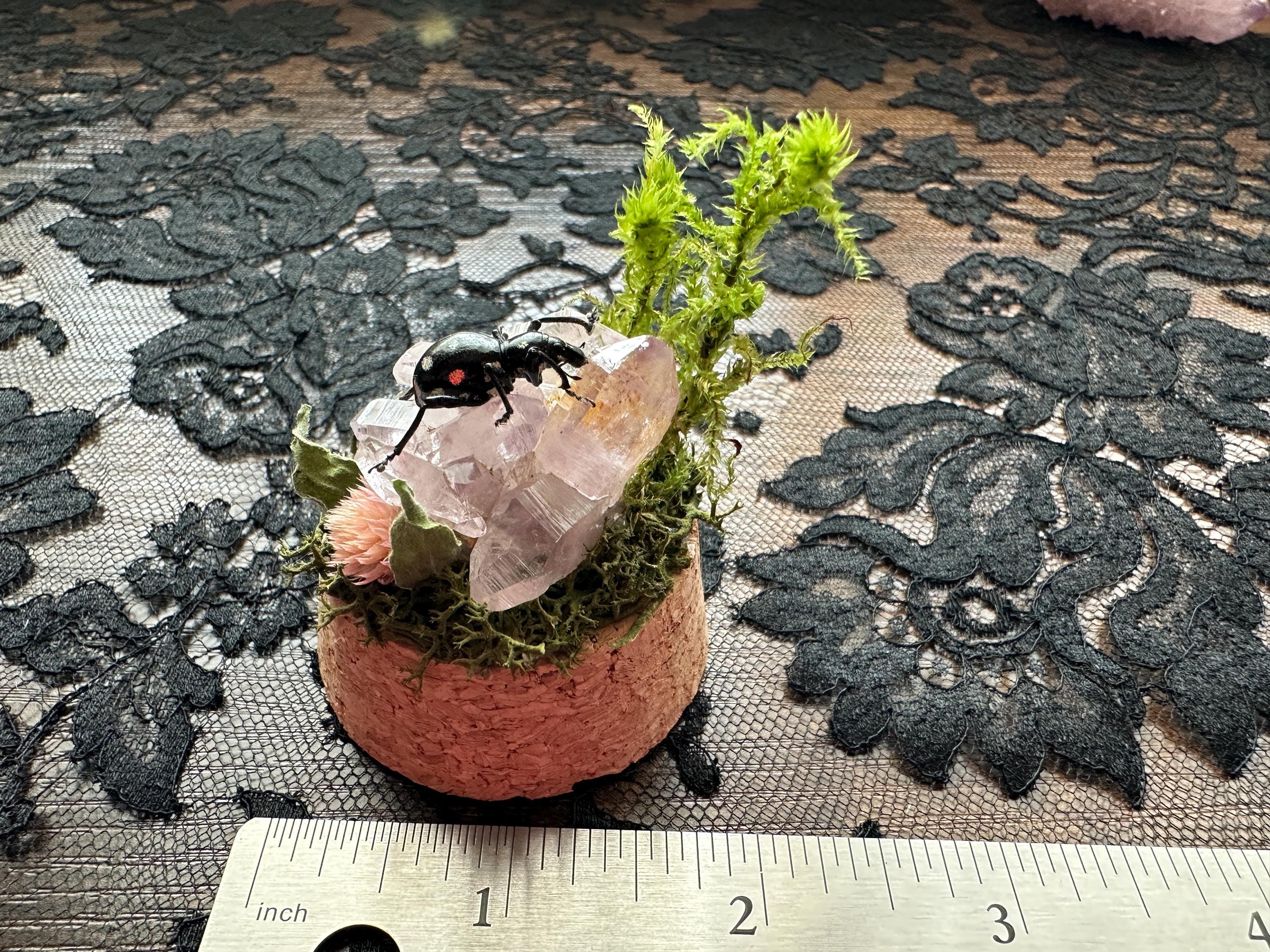 Weevil Diorama, Glass and Cork Cloche, Vera Cruz Amethyst Crystal ...