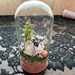 Weevil Diorama, Glass and Cork Cloche, Vera Cruz Amethyst Crystal ...
