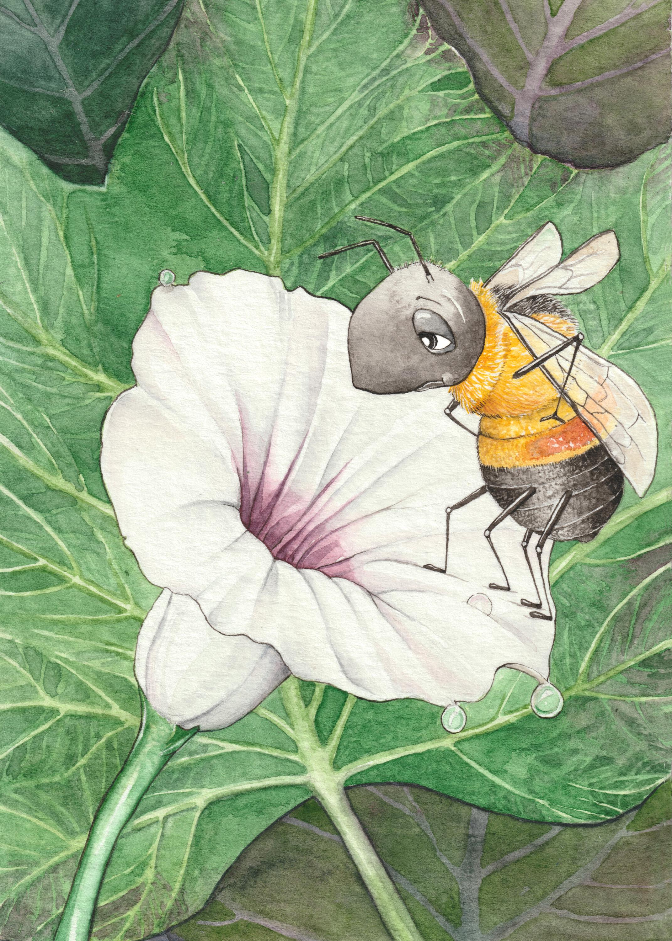 Rusty Patch Bumblebee With Sweet Potato Flower, 5"x7" Notecard of My ...