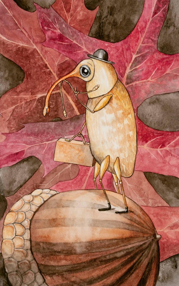 Acorn Weevil Illustration