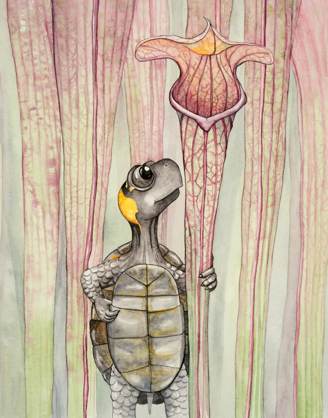 Bog Turtle With Jones Pitcher Plant, 14"x11" Giclee Print of an ...