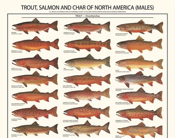 Salmon Identification Poster - Etsy
