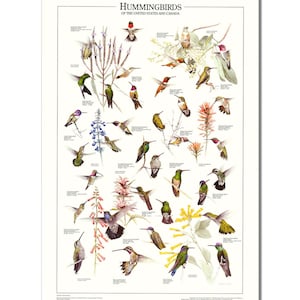 Hummingbird Poster and Identification Chart – Wall Art Print of US ...