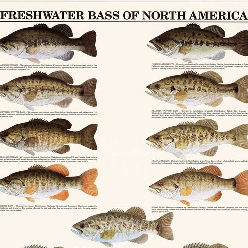 Fish Poster Freshwater Bass Identification of North America - Etsy