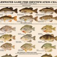 Great Lakes Fish Identification Poster, Fishermen Guide and Educational ...