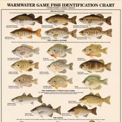 Great Lakes Fish Poster, Identification Chart and Fishermen Guide ...